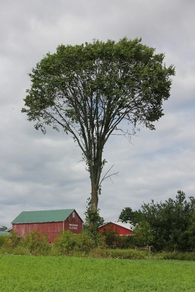 The American Elm — Halifax Tree Project