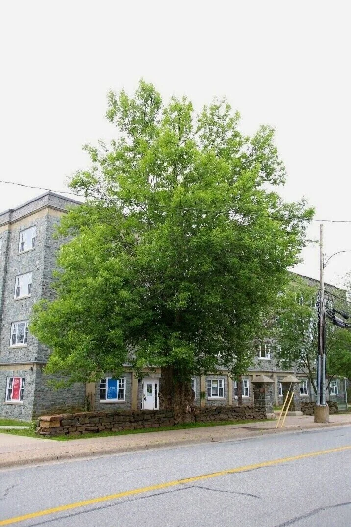 Street Trees — Halifax Tree Project