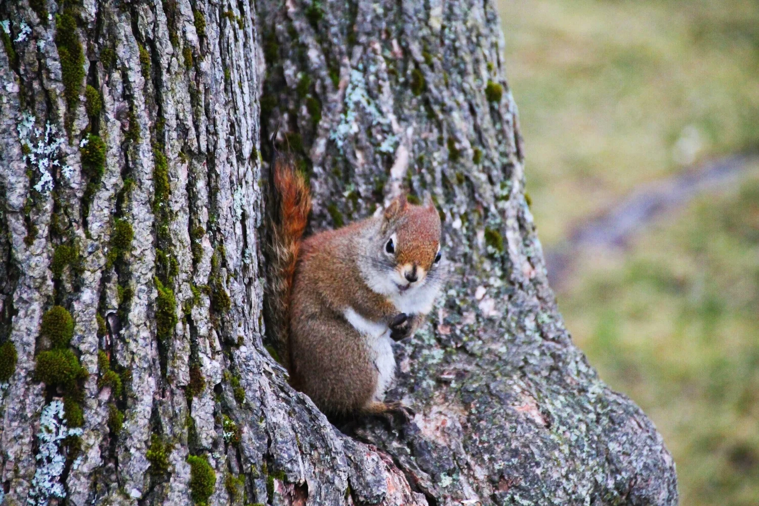 Publications — Halifax Tree Project