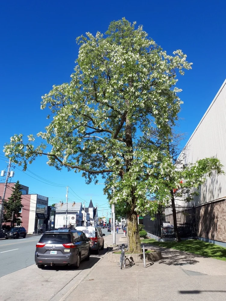 The Black Locust — Halifax Tree Project