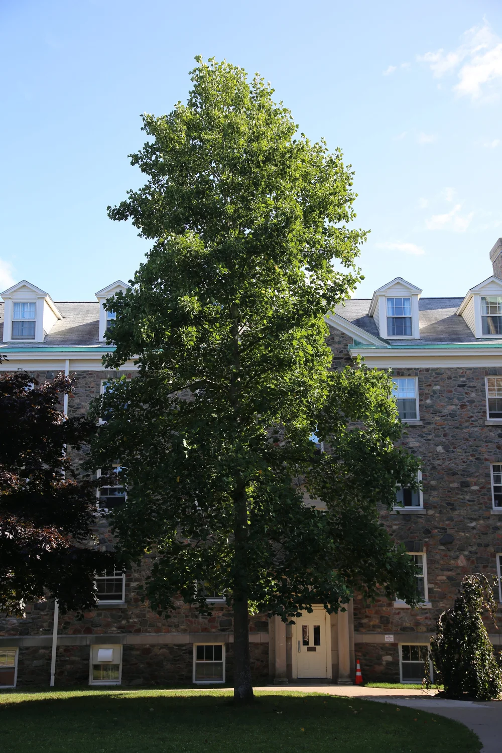 The Tulip Tree — Halifax Tree Project