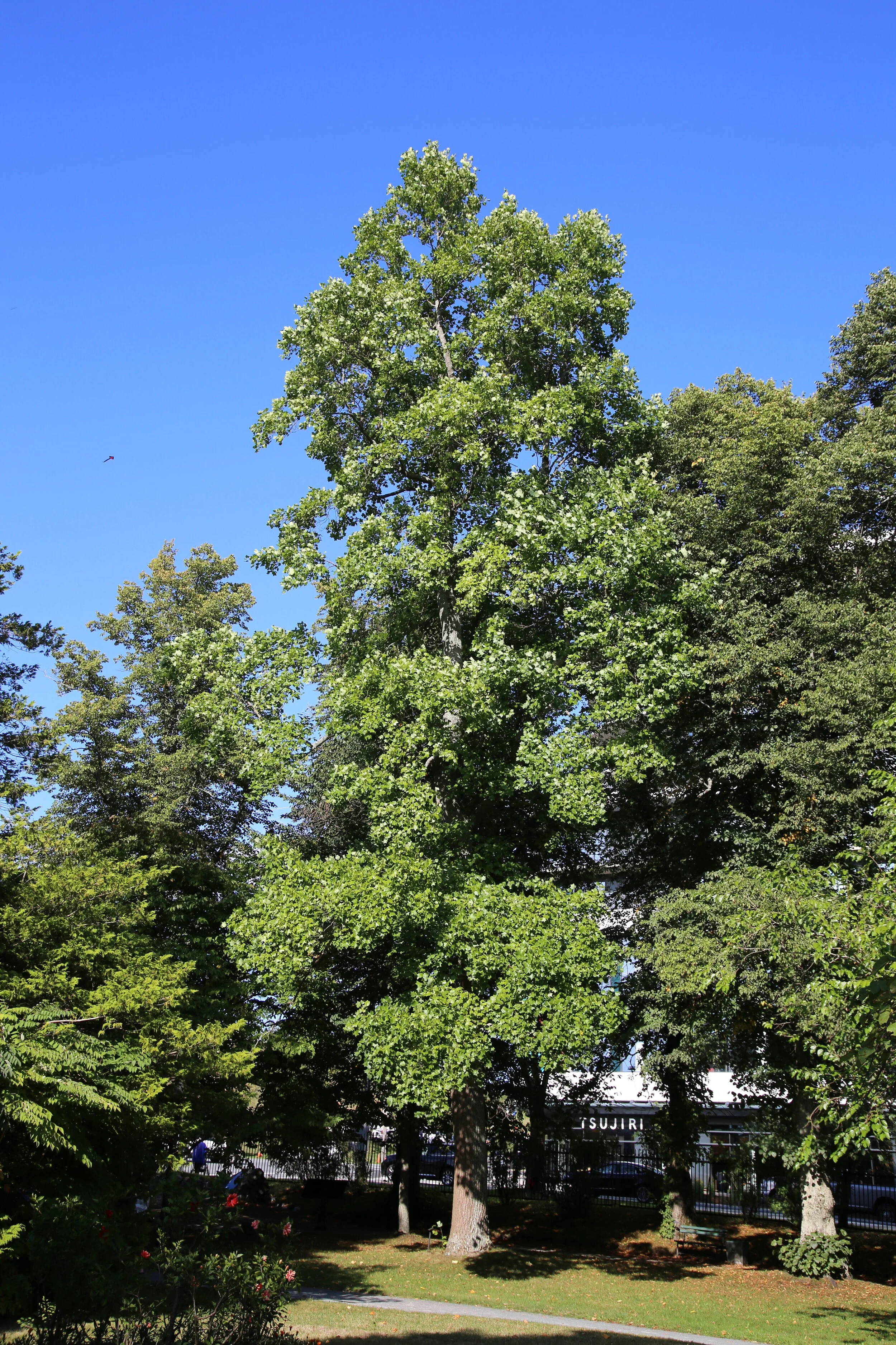 The Tulip Tree — Halifax Tree Project