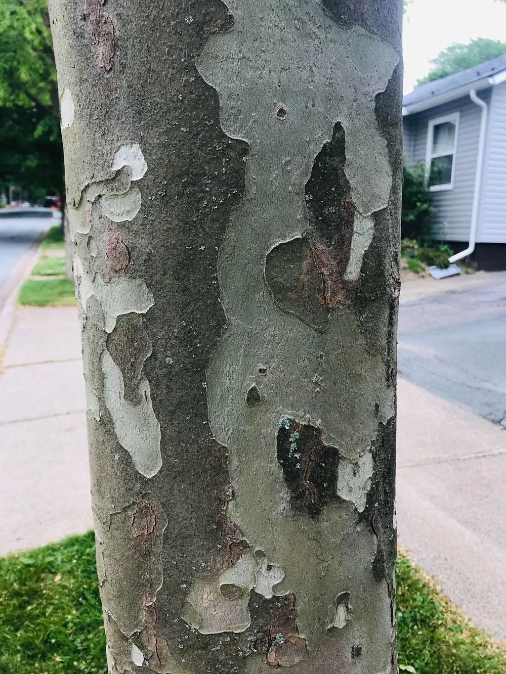 The London Plane — Halifax Tree Project