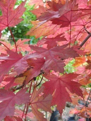 The Freeman Maple — Halifax Tree Project