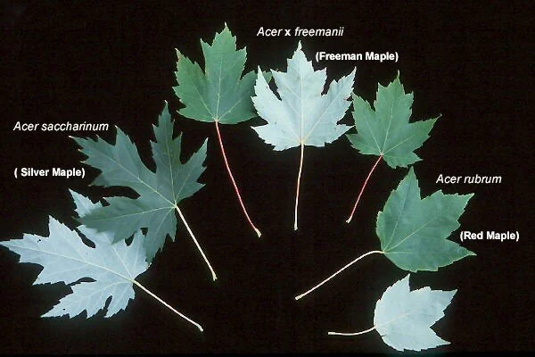 The Freeman Maple — Halifax Tree Project