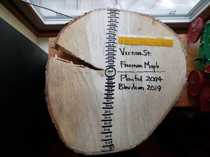 The Freeman Maple — Halifax Tree Project