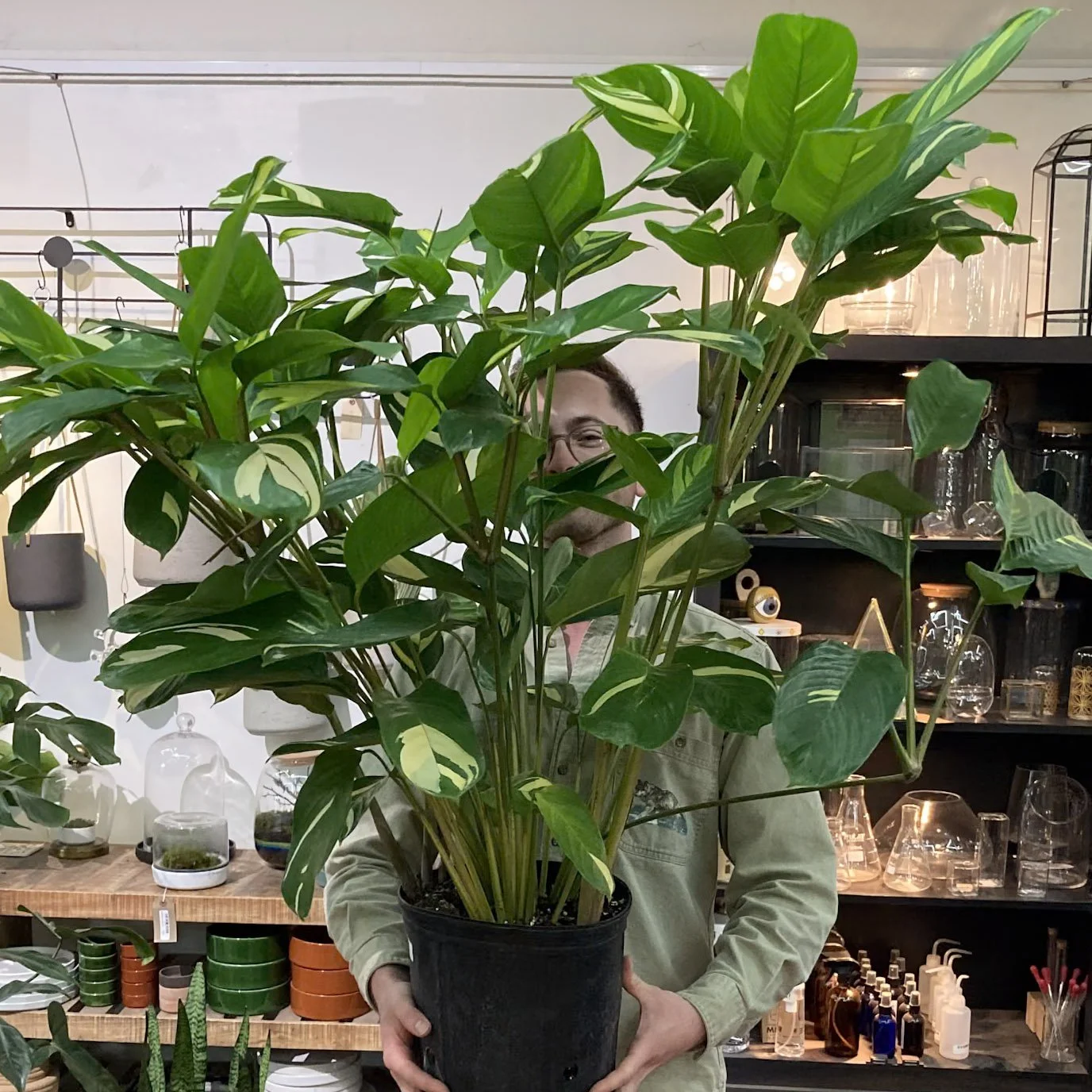 Cultivate Urban Rainforest & Gallery