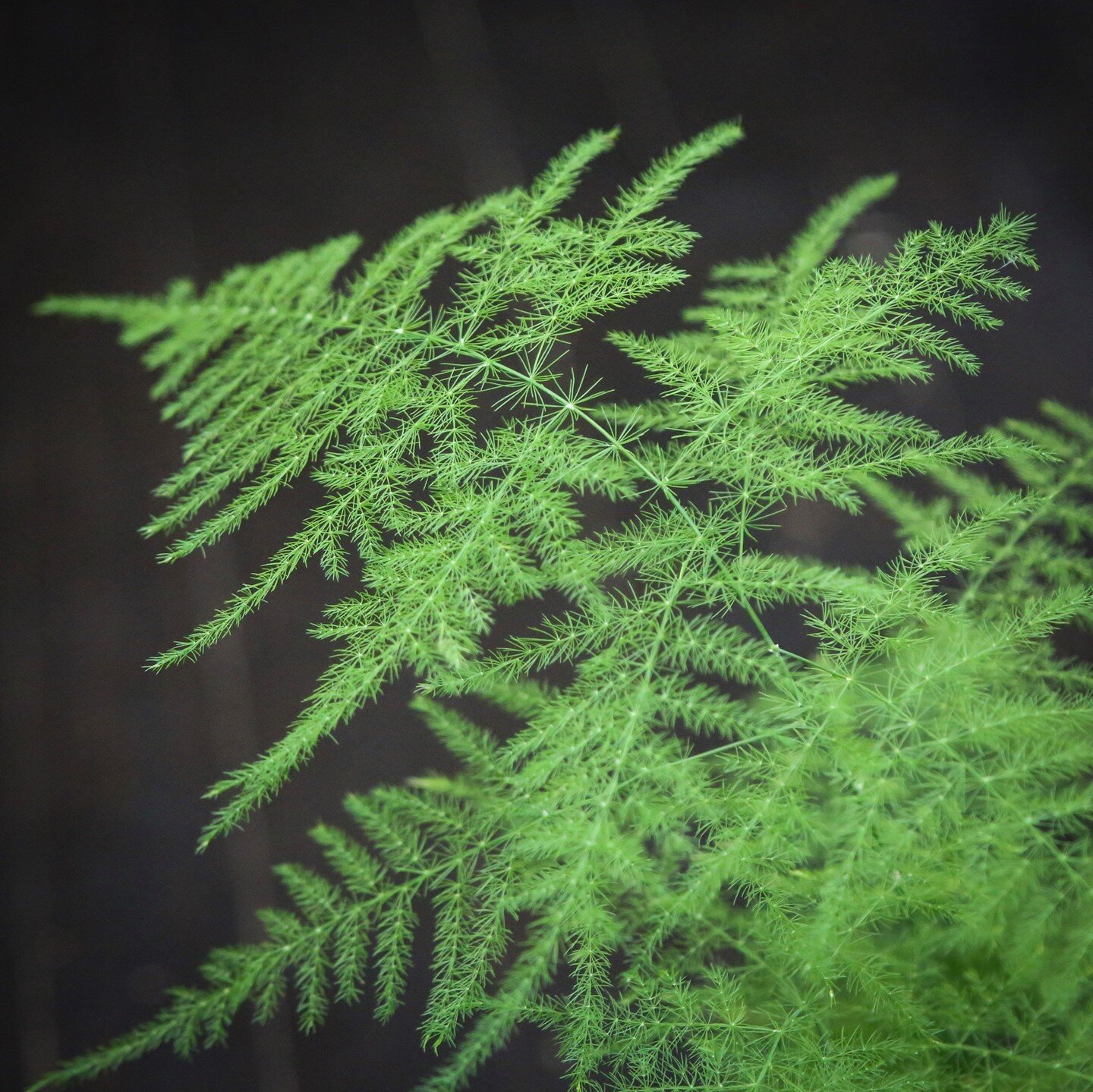 Cultivate Urban Rainforest & Gallery