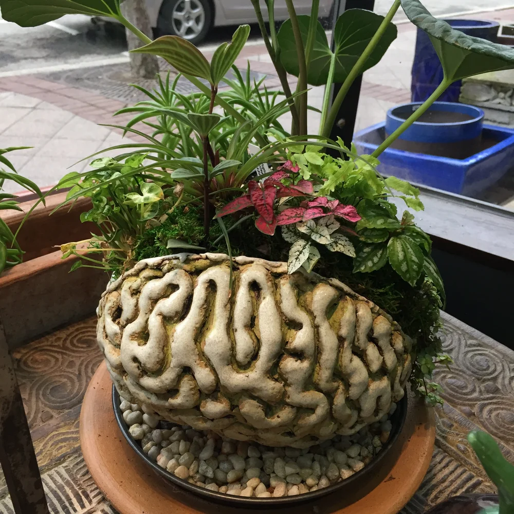 Cultivate Urban Rainforest & Gallery