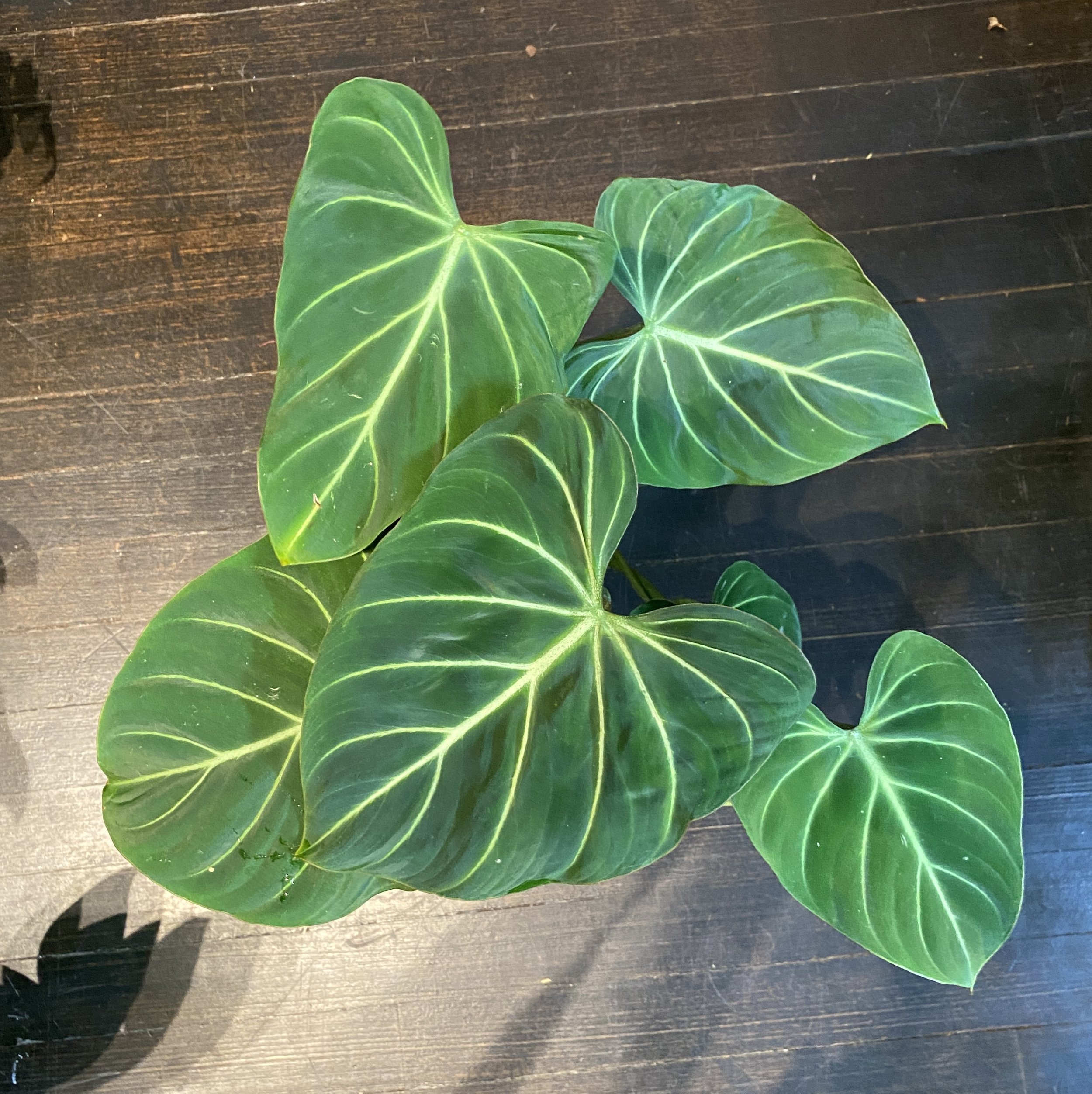 Cultivate Urban Rainforest & Gallery