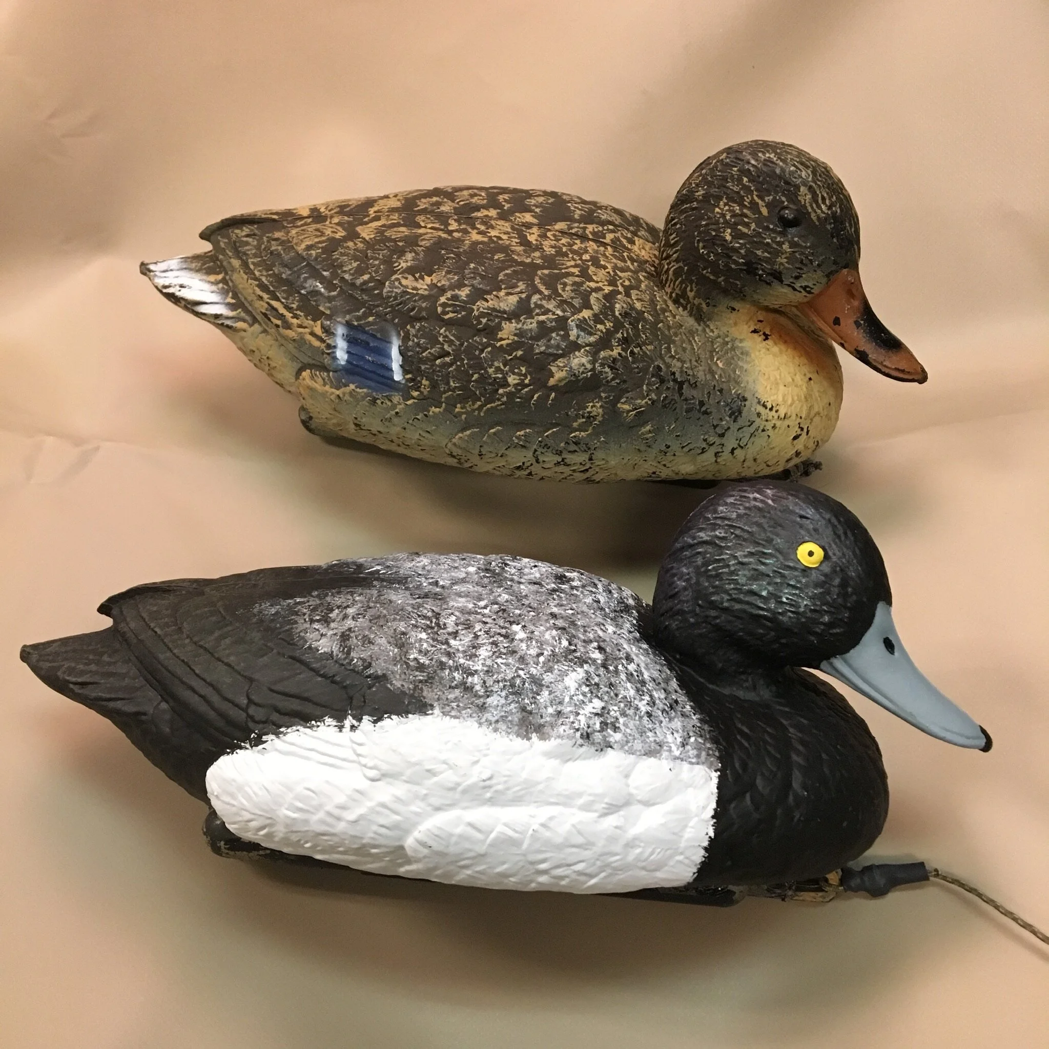 Bluebill Duck Mounts