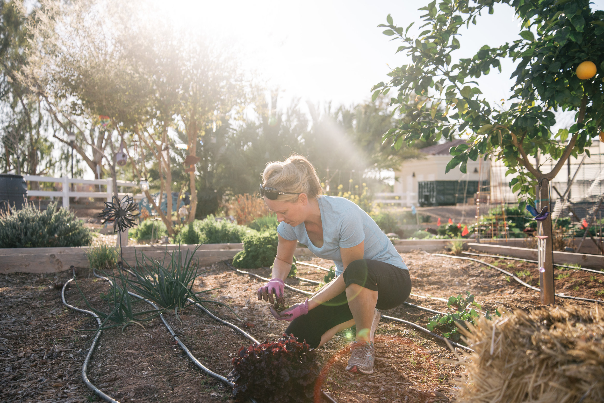 Arizona Community Garden — Agritopia Farm