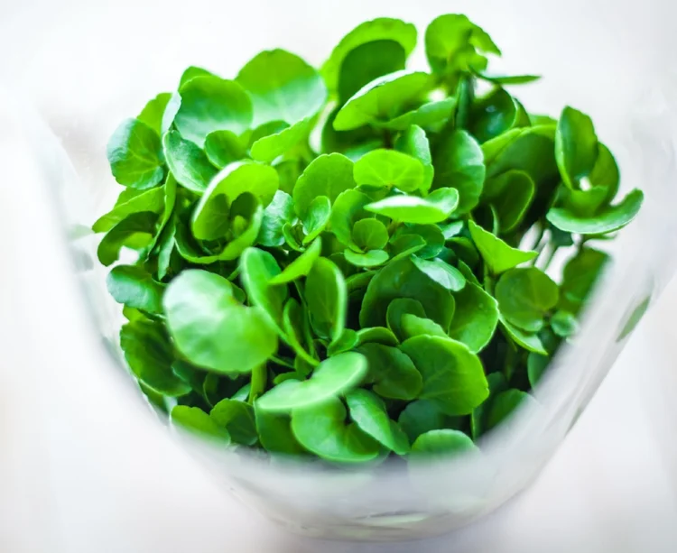 Eat watercress for gut health — Watercress | Health, Recipes & More