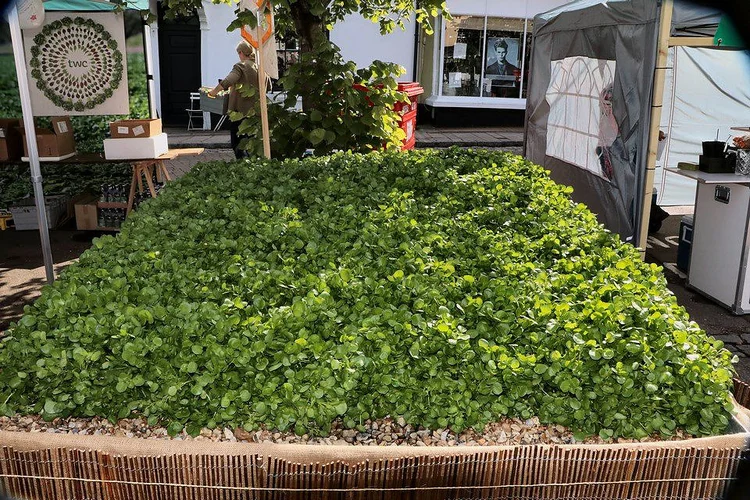 The Watercress Festival — Watercress | Health, Recipes & More
