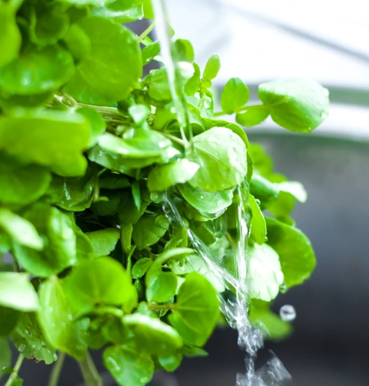 Eat watercress for gut health — Watercress | Health, Recipes & More