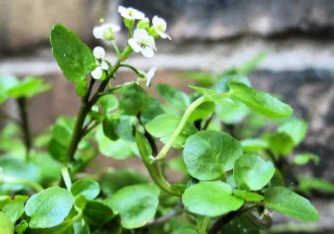 What part of watercress can you eat? — Watercress | Health, Recipes & More