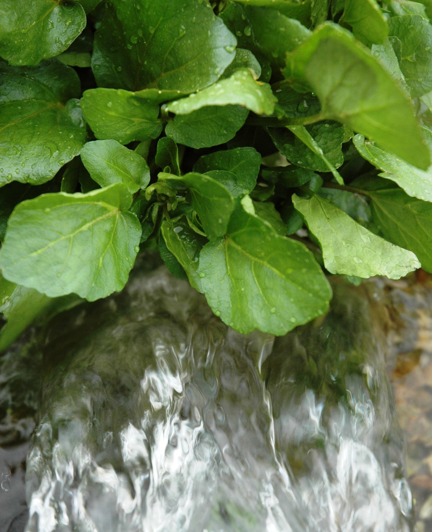 What part of watercress can you eat? — Watercress | Health, Recipes & More