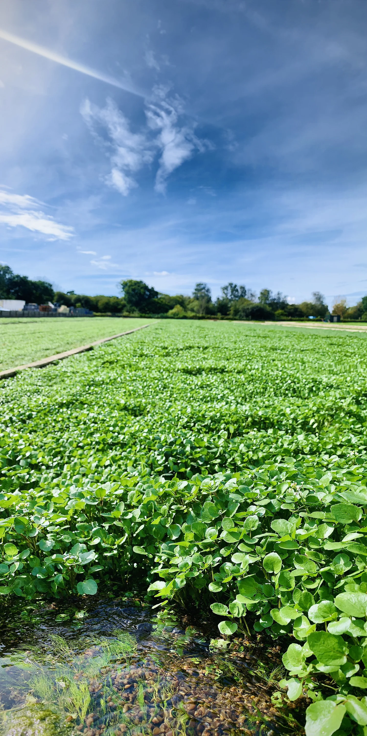 #watercresschallenge with Veg Power — Watercress | Health, Recipes & More