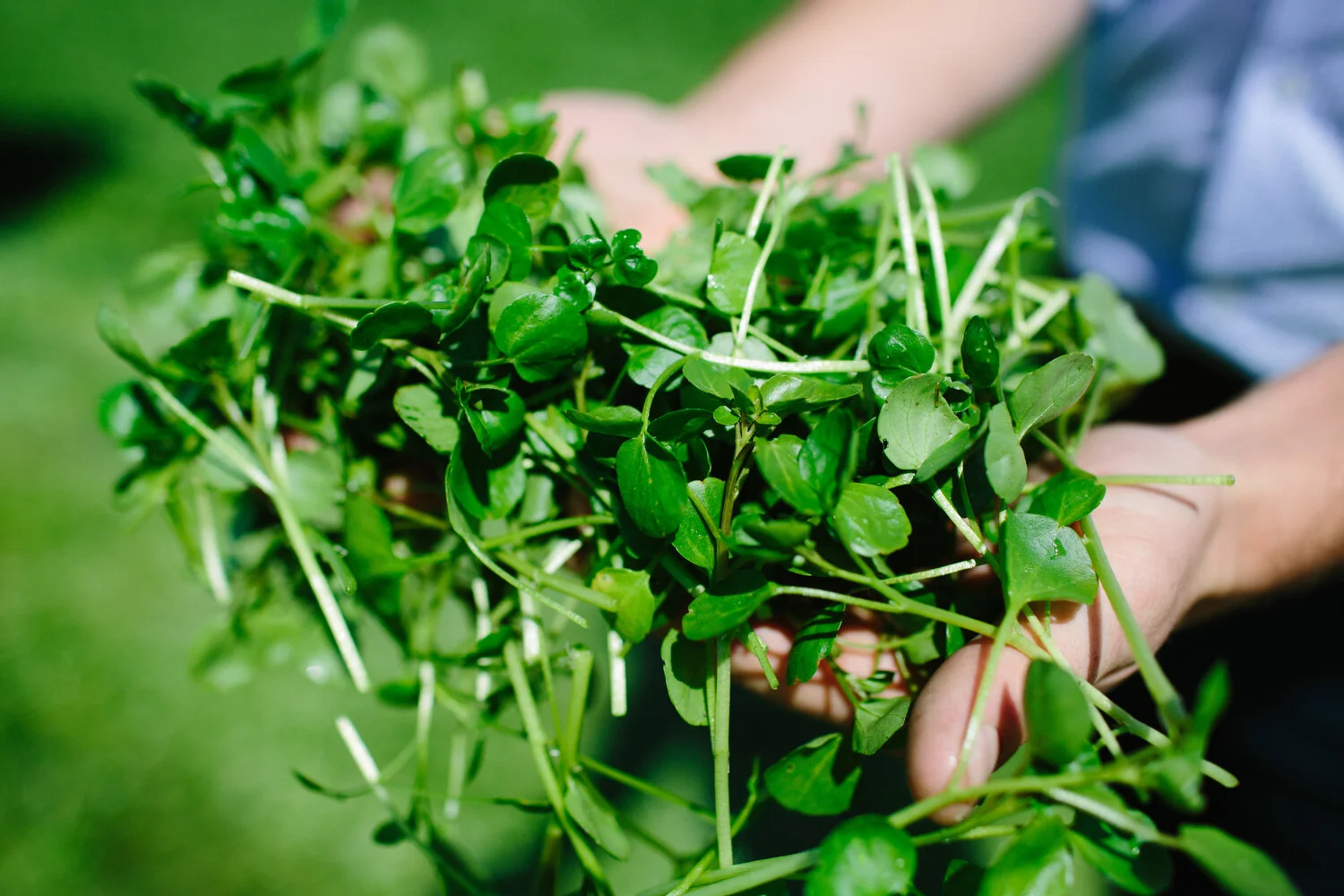 Watercress is the best kept nutritional secret! — Love watercress