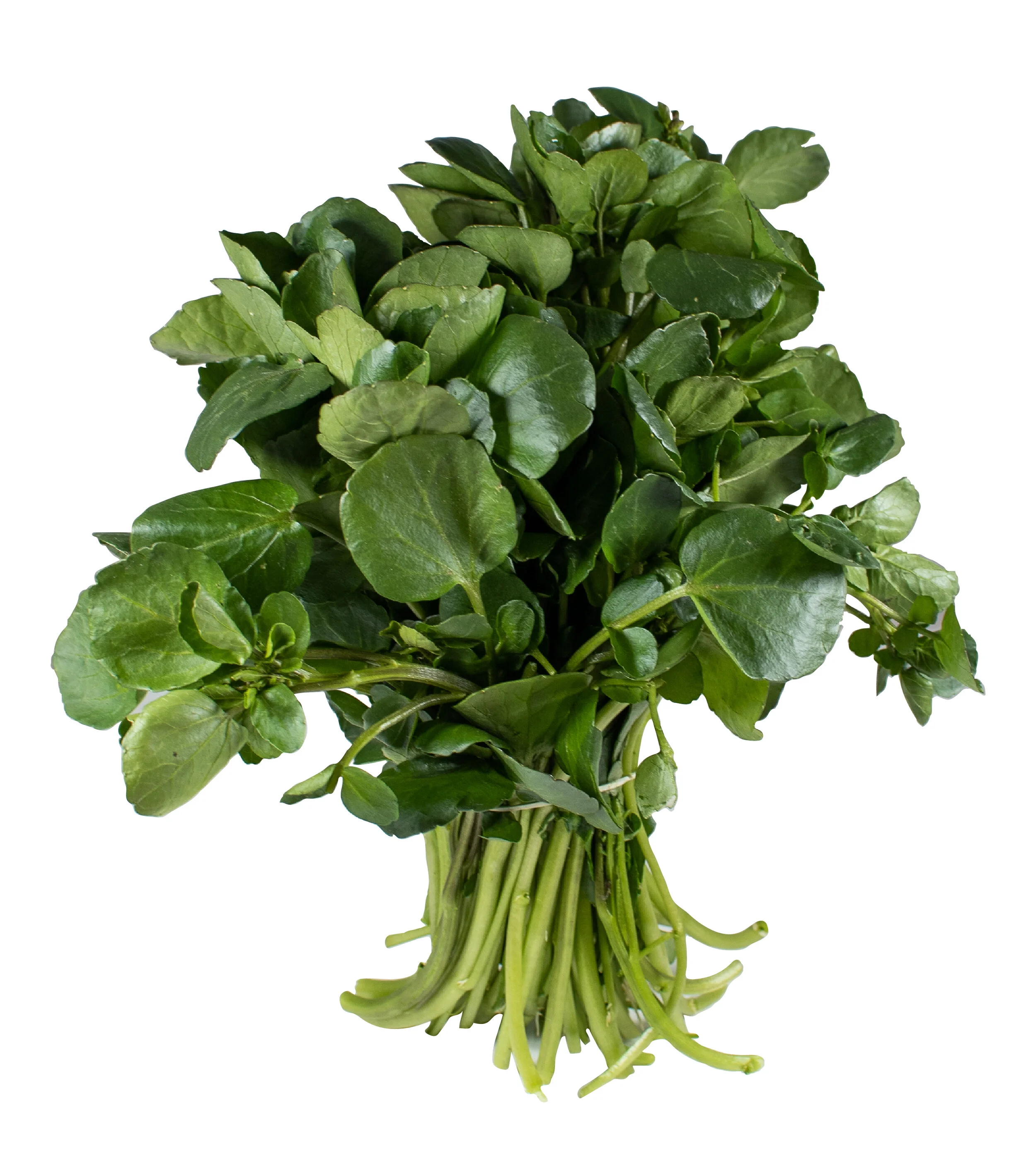 How does watercress grow? — Watercress | Health, Recipes & More