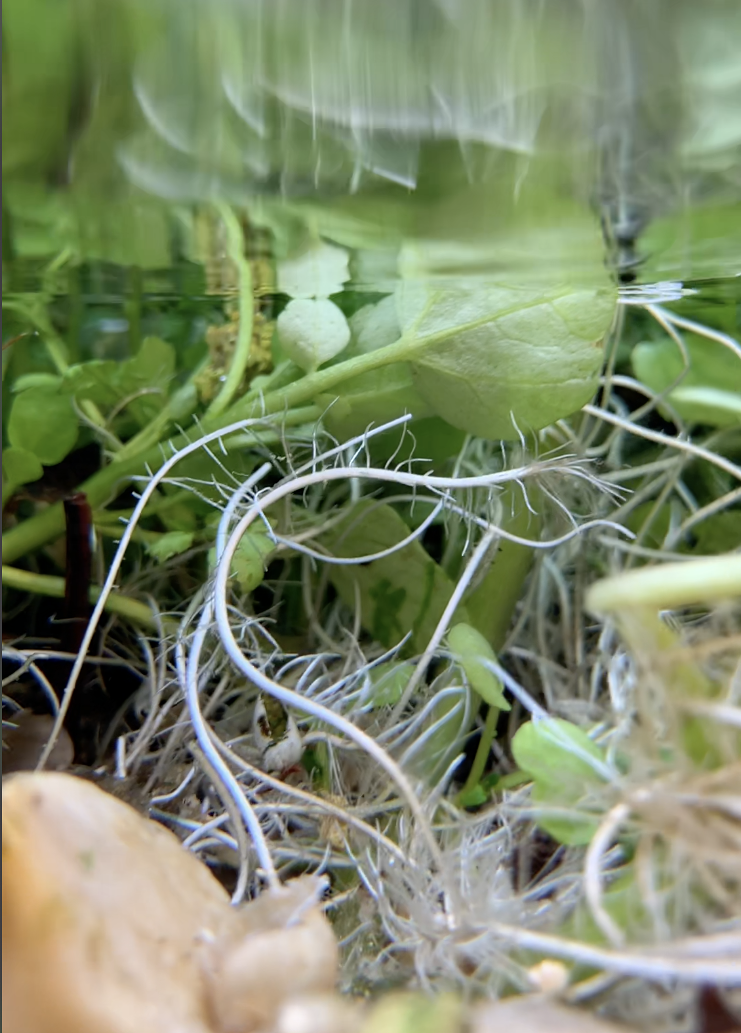 How does watercress grow? — Watercress | Health, Recipes & More
