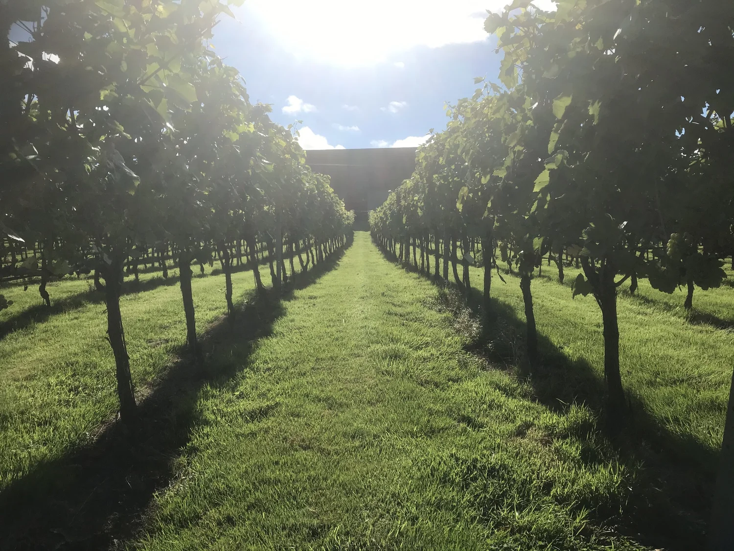 Visit — Winding Wood Vineyard