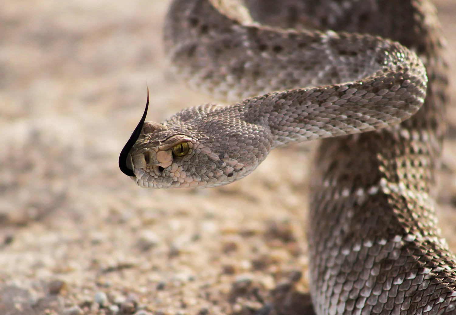 Recipe: Fried Rattlesnake — Jake's Tails, Tales, and Tips
