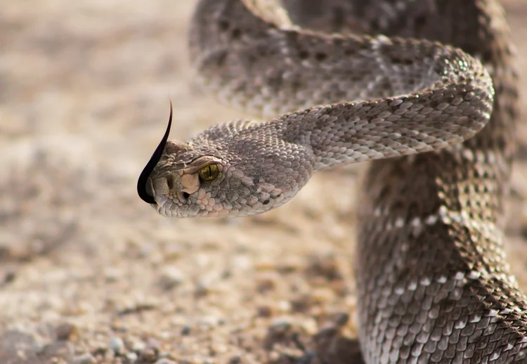 Recipe: Fried Rattlesnake — Jake's Tails, Tales, and Tips