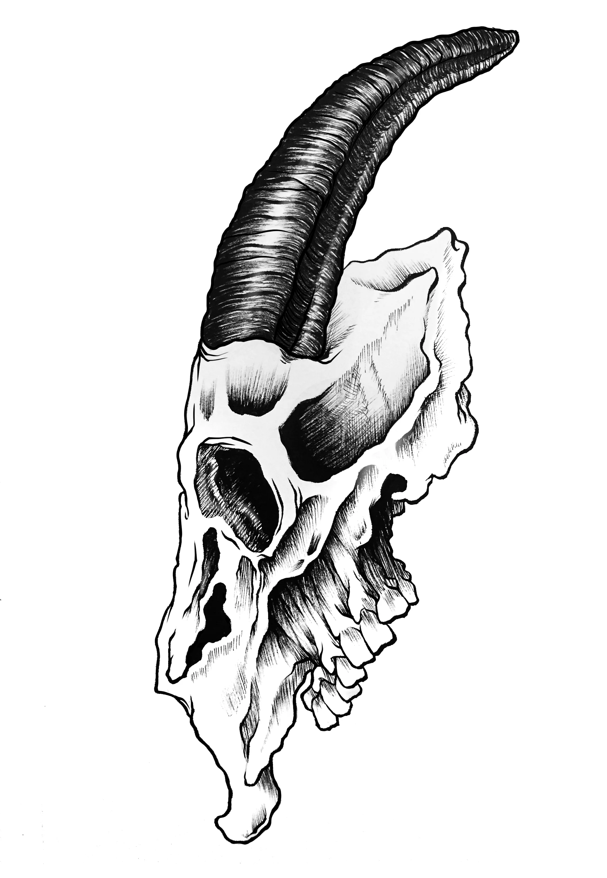 Goat Skull Profile