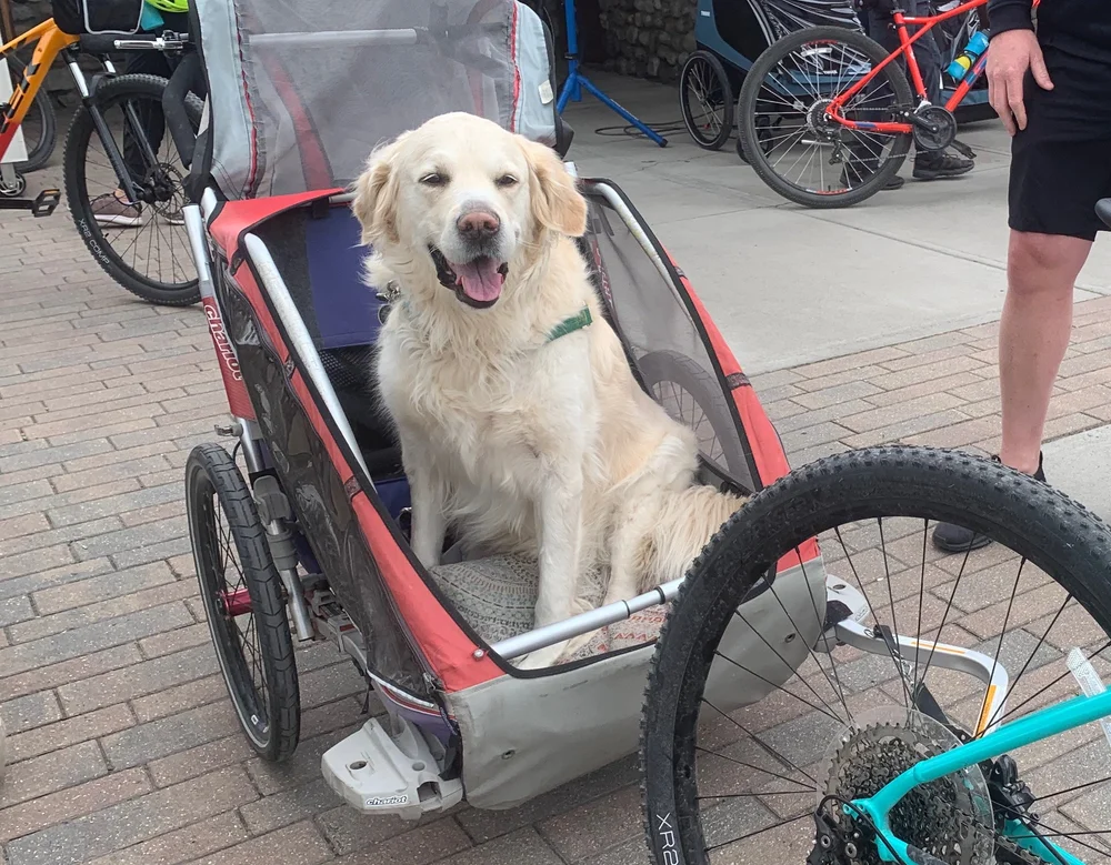 Bike Attachments for Kids & Dogs | Banff Cycle & Sport