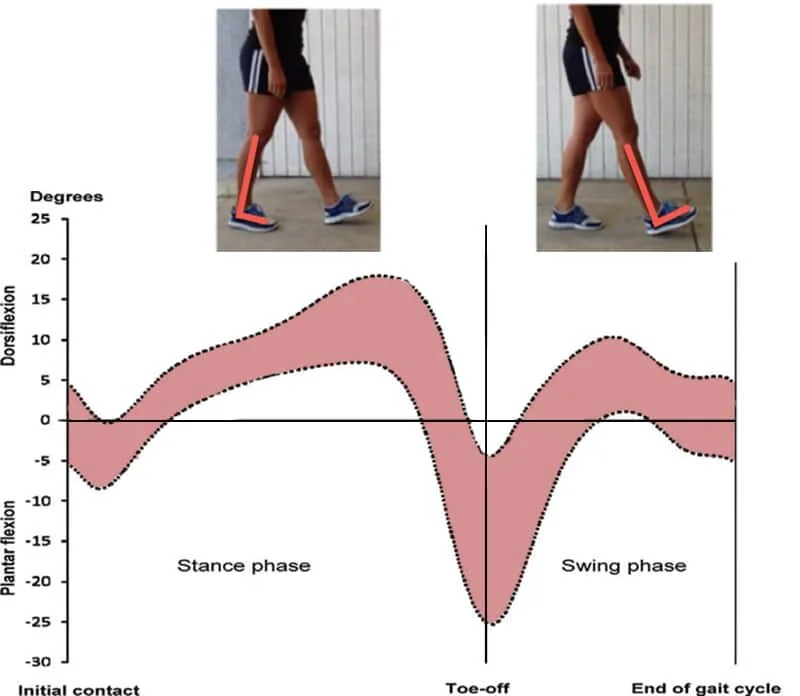 Why is Ankle Dorsiflexion so Critical? — Pinnacle Physical Therapy