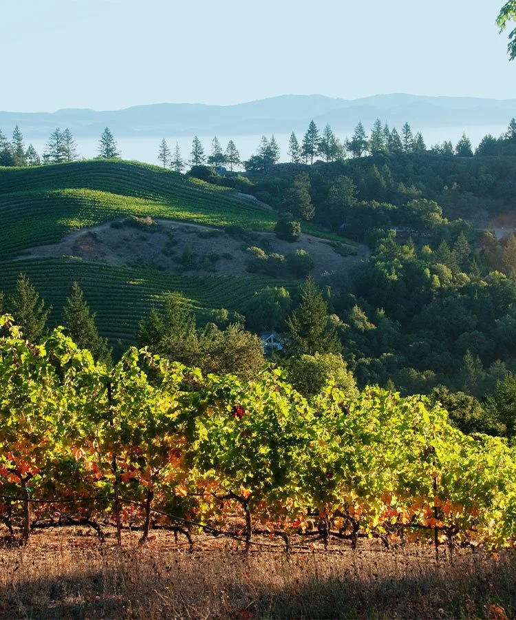 Writing | Content Marketing — Erica Sweeney