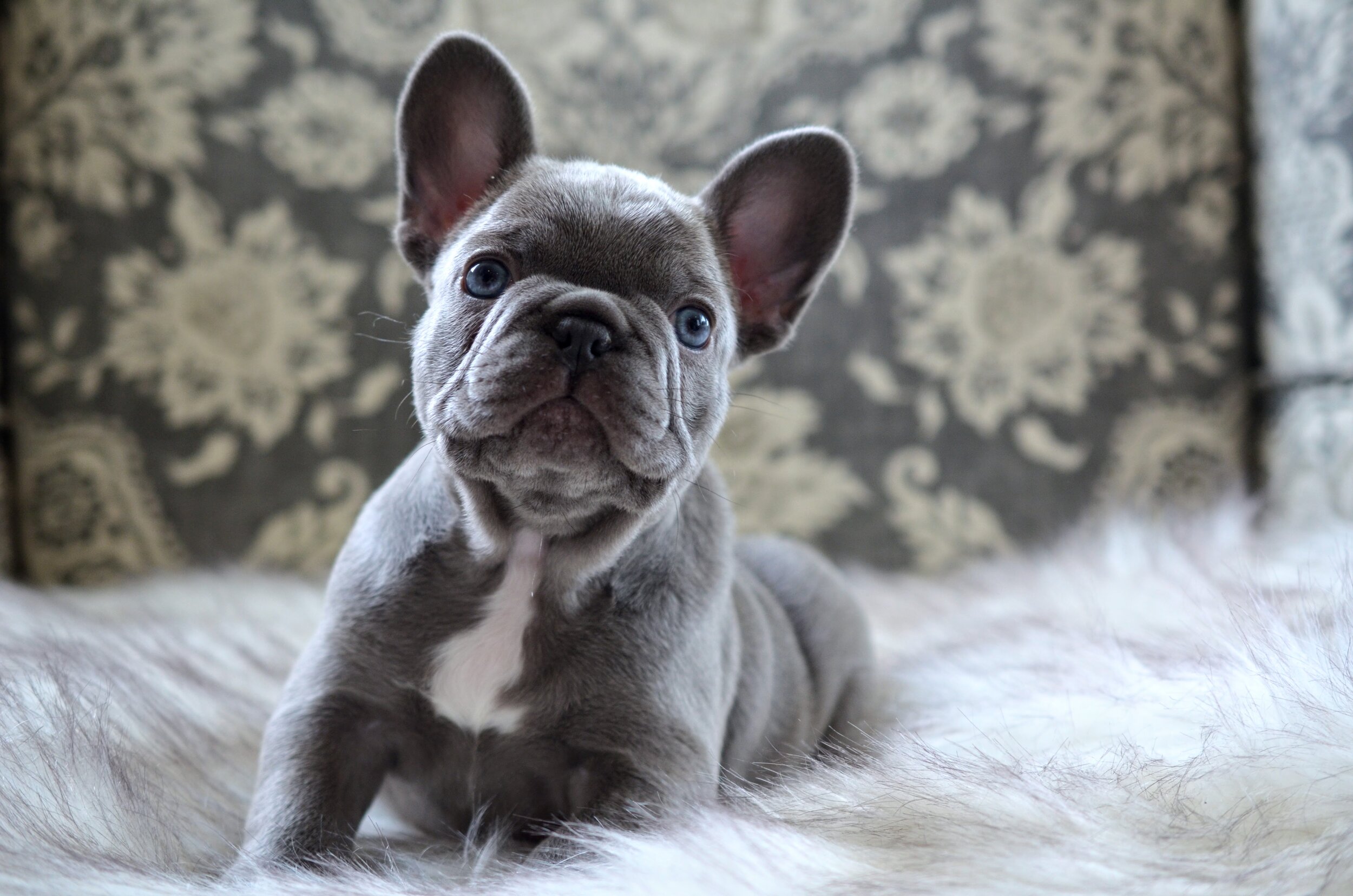 Gray French Bulldog
