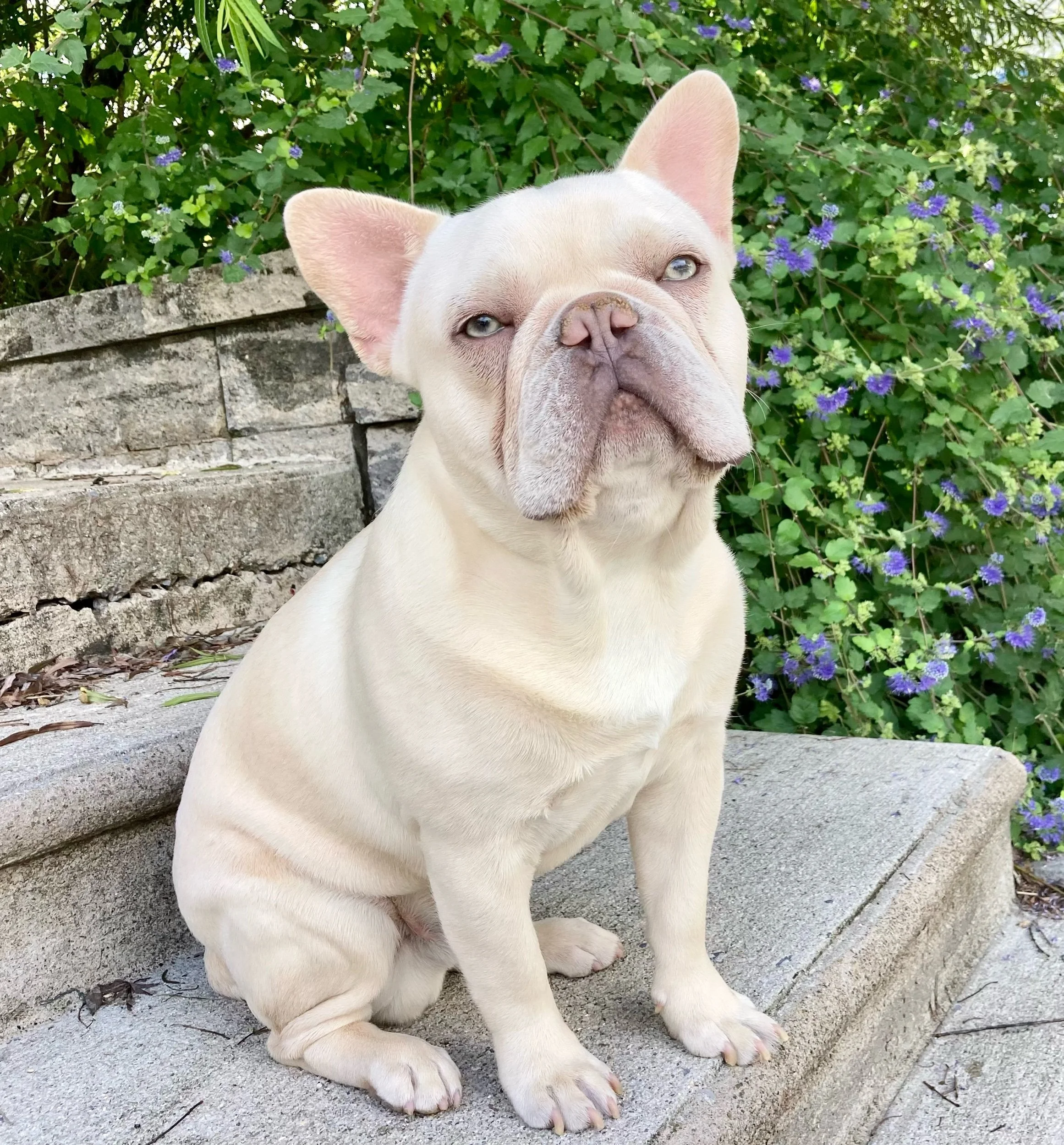 French Bulldog Cream