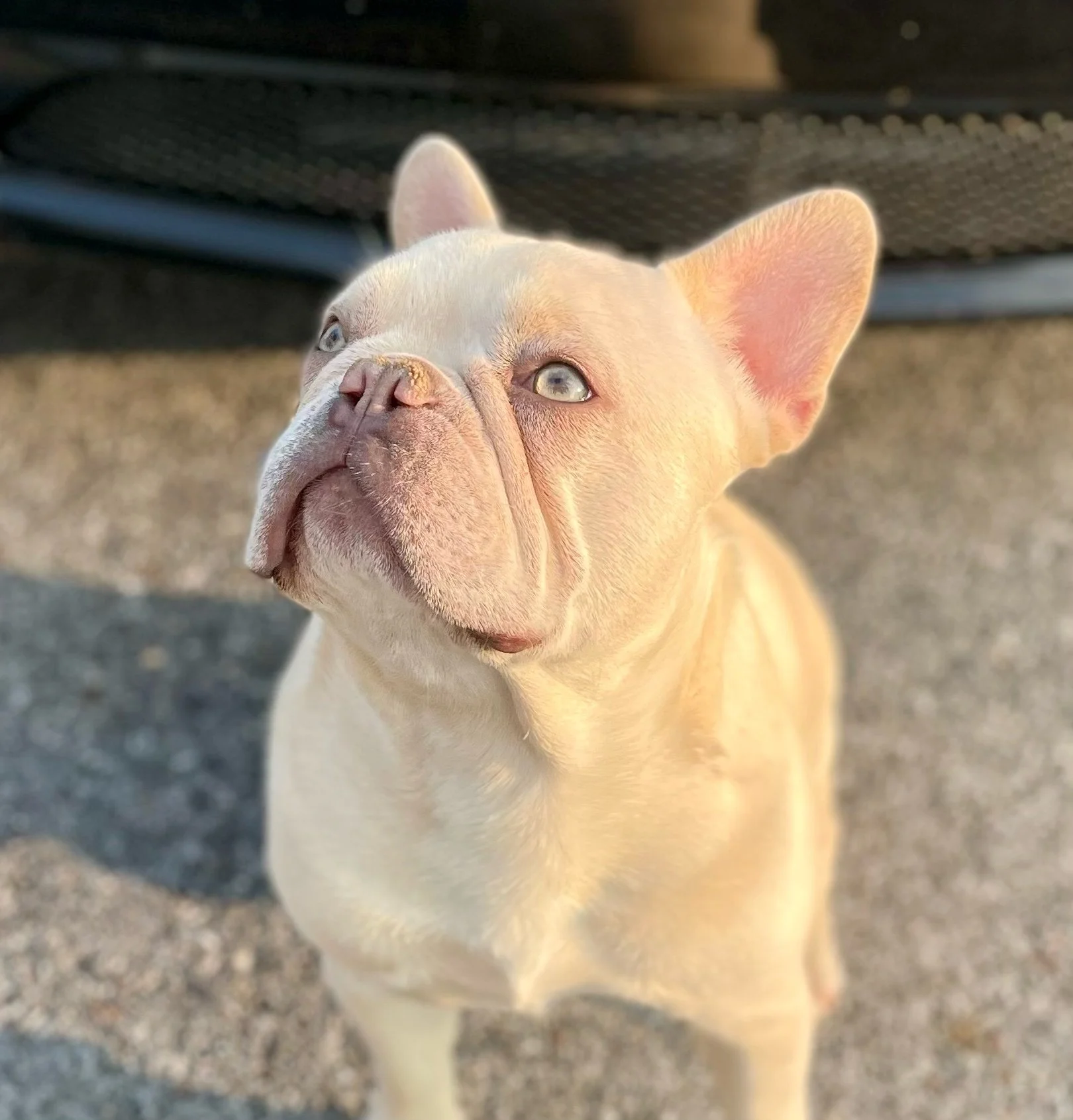 Speedwell Forge French Bulldogs — Current Litters