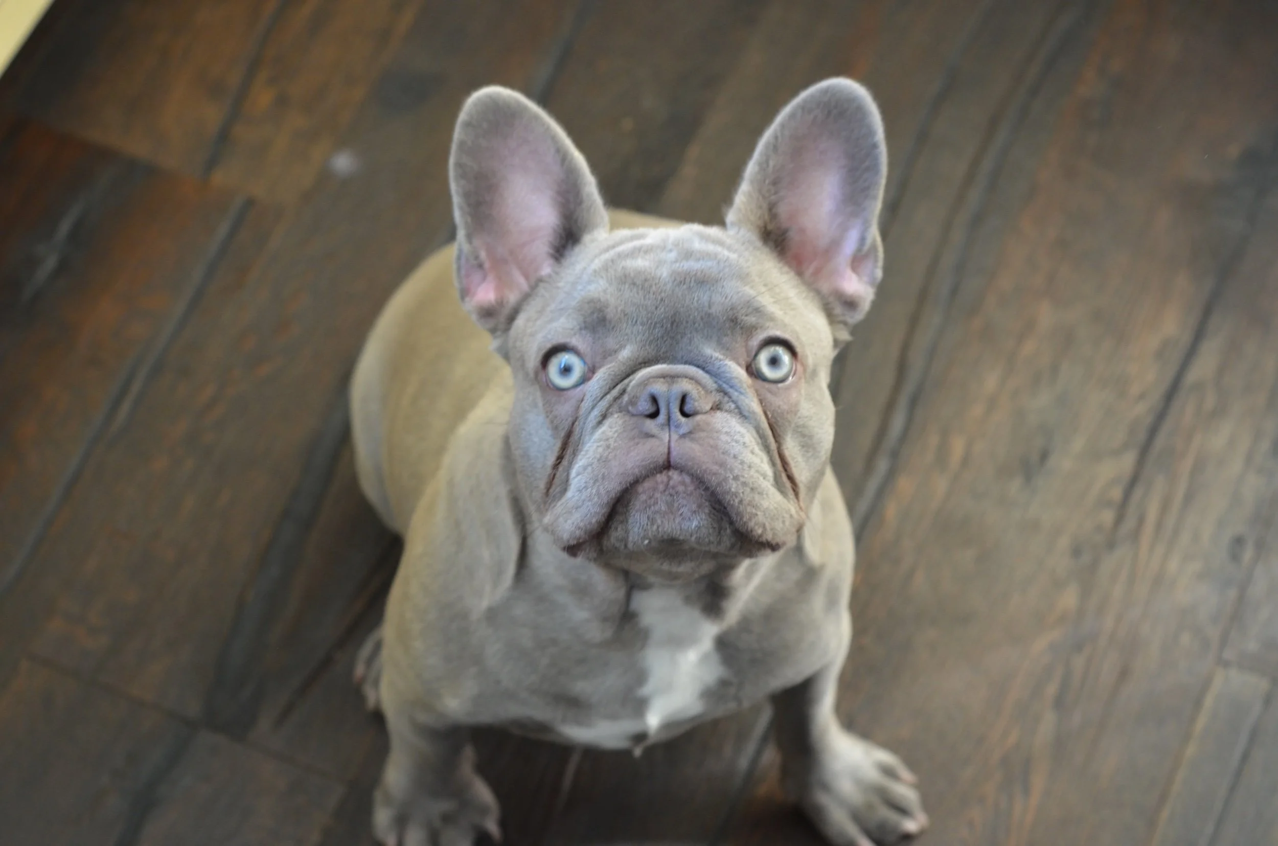Gray French Bulldog With Blue Eyes