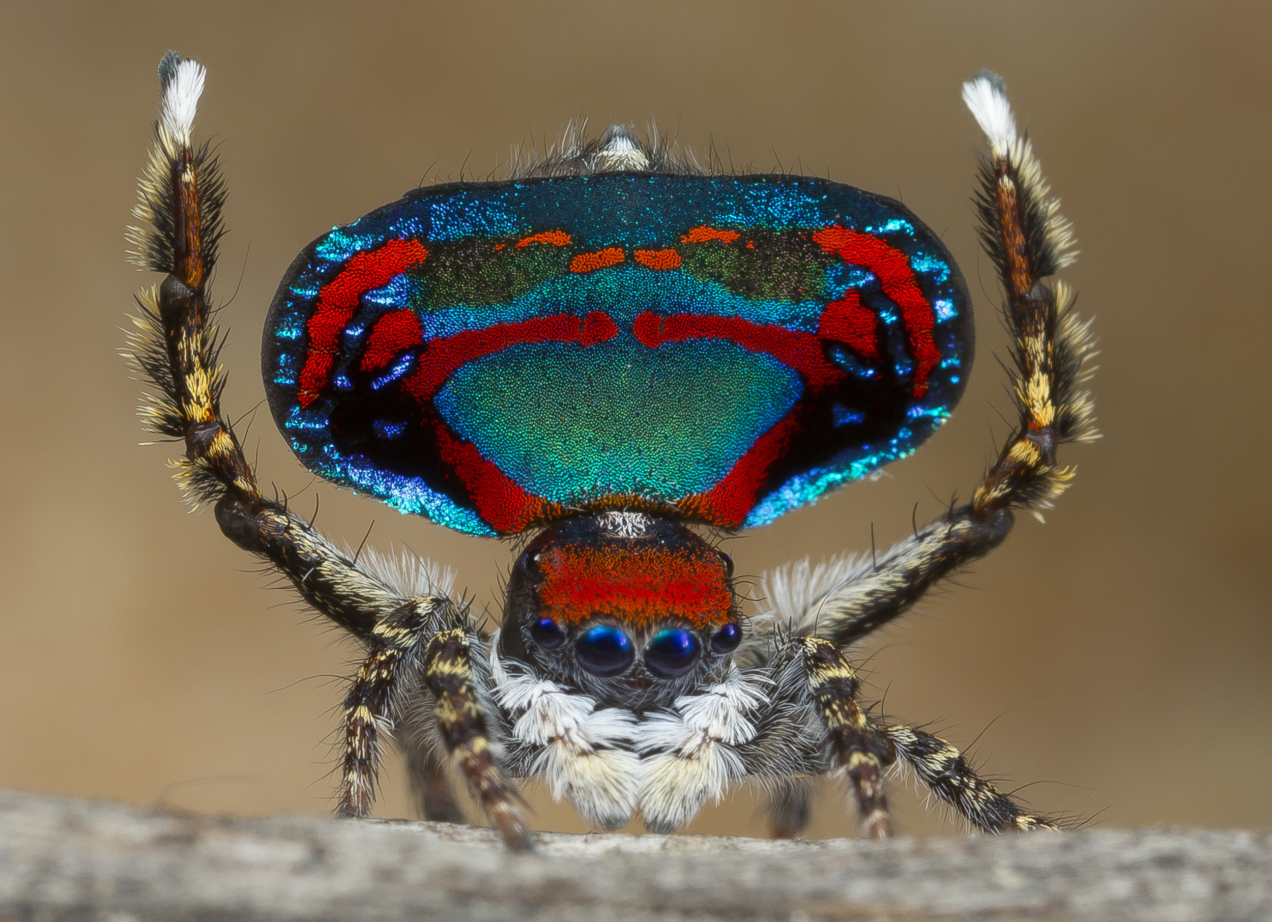 Peacock Spider