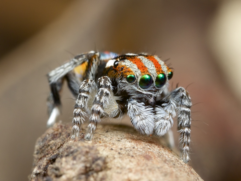 Maratus volans — Peacock Spider