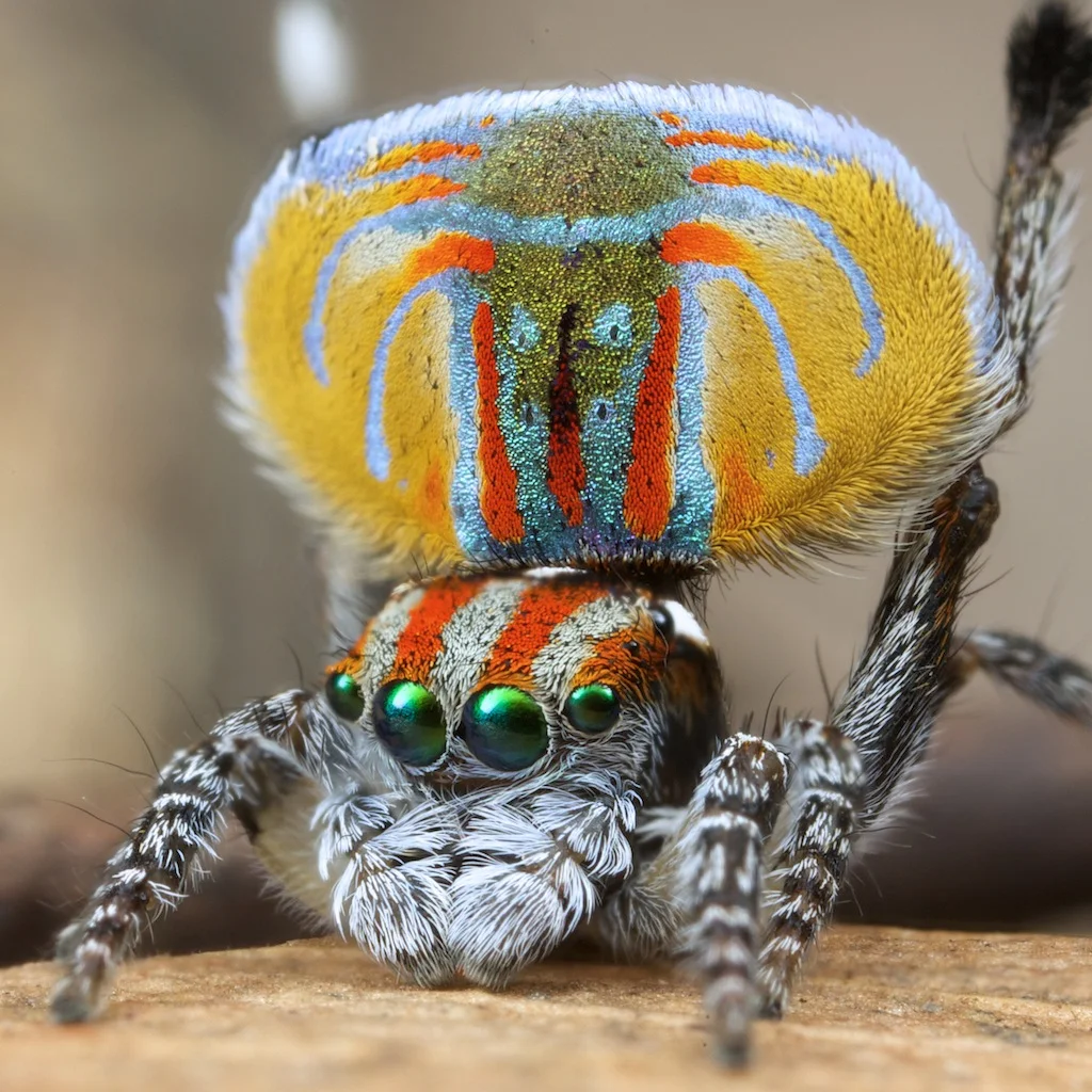 Maratus volans — Peacock Spider