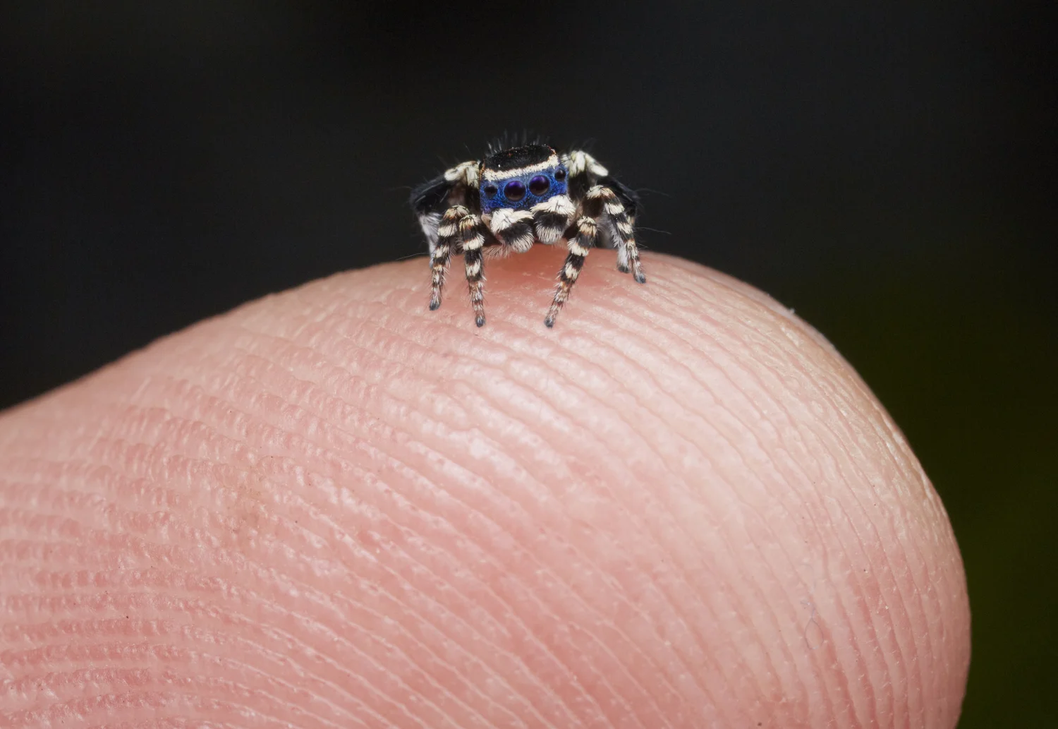 Size — Peacock Spider