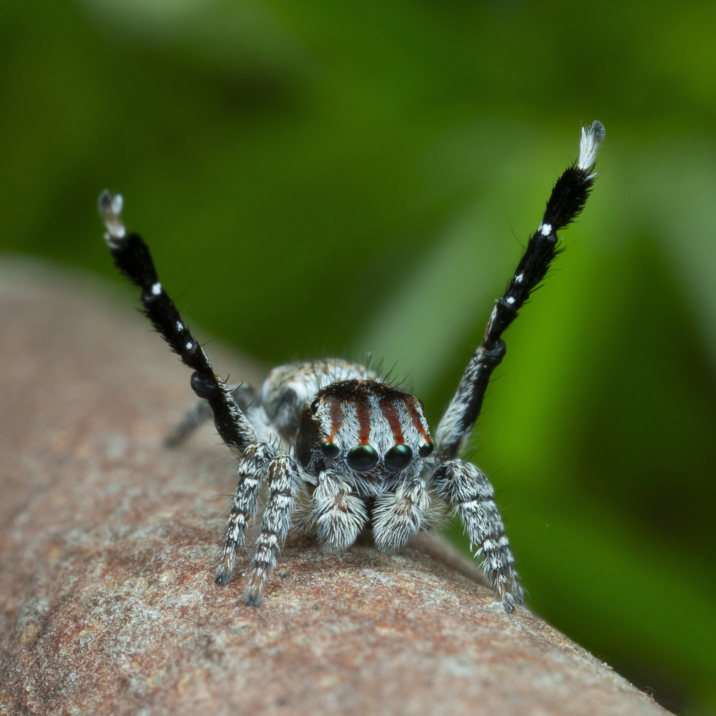 Spider Waving