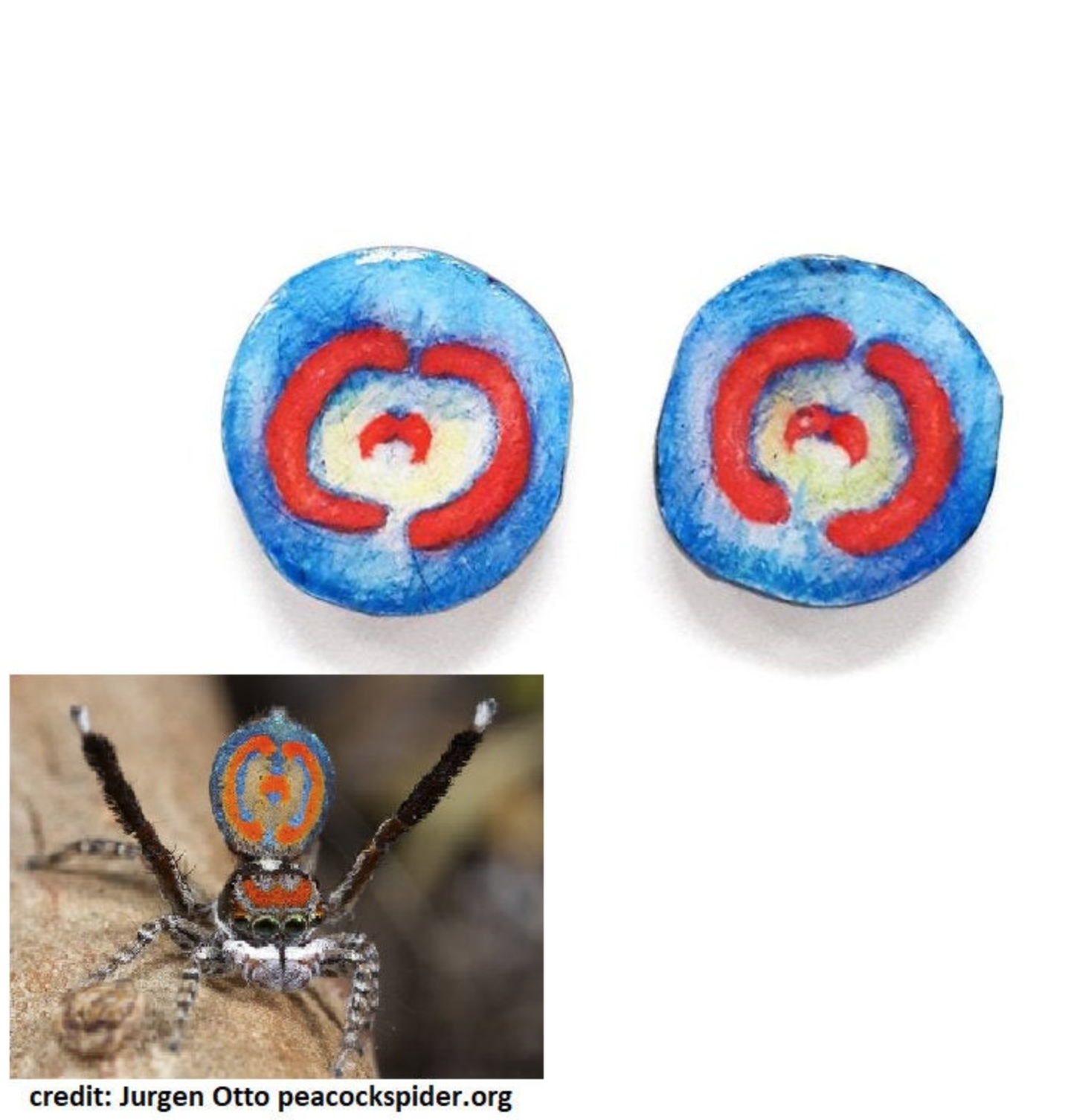 Merchandise — Peacock Spider