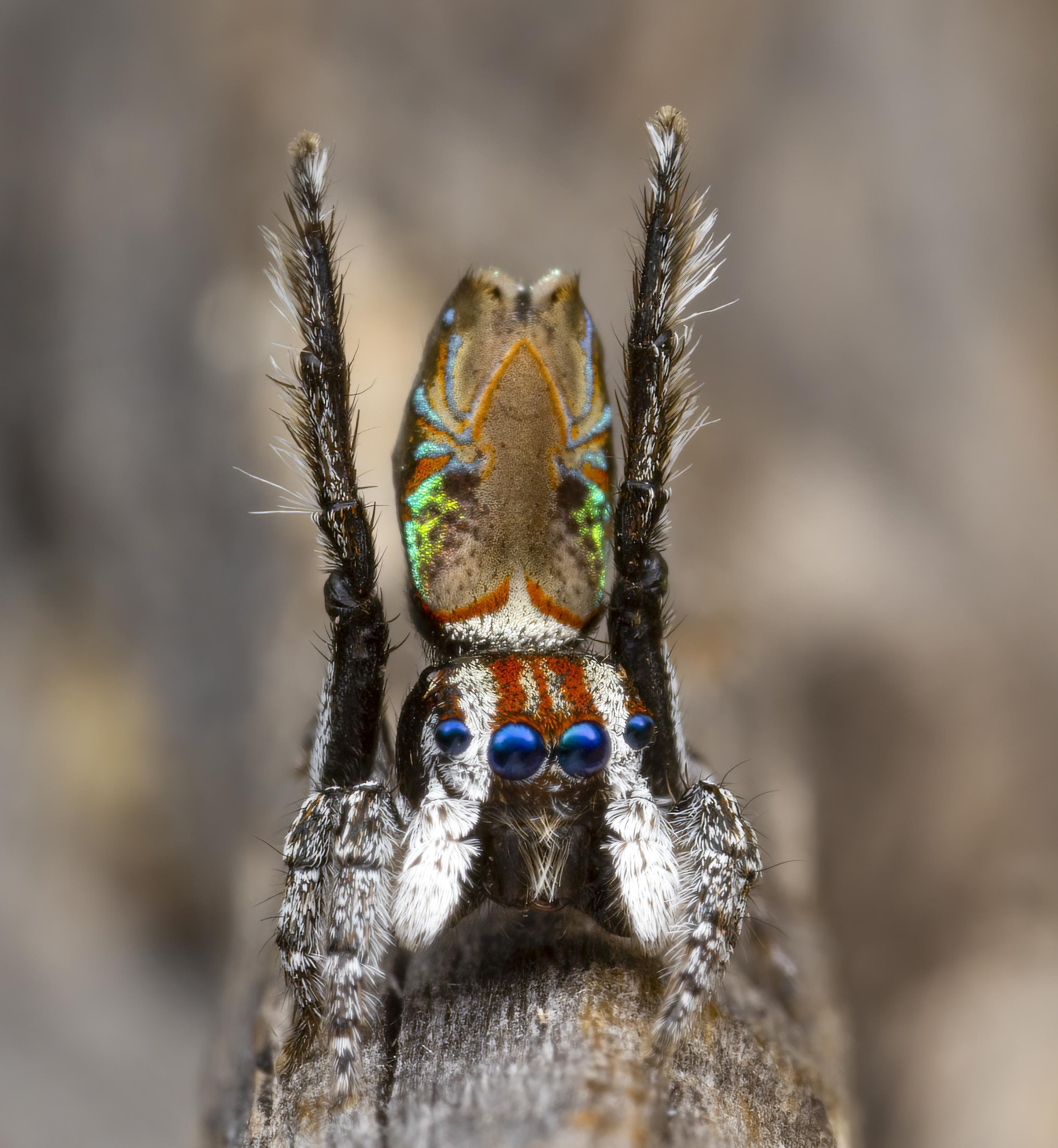 Publications (Otto & Hill) — Peacock Spider