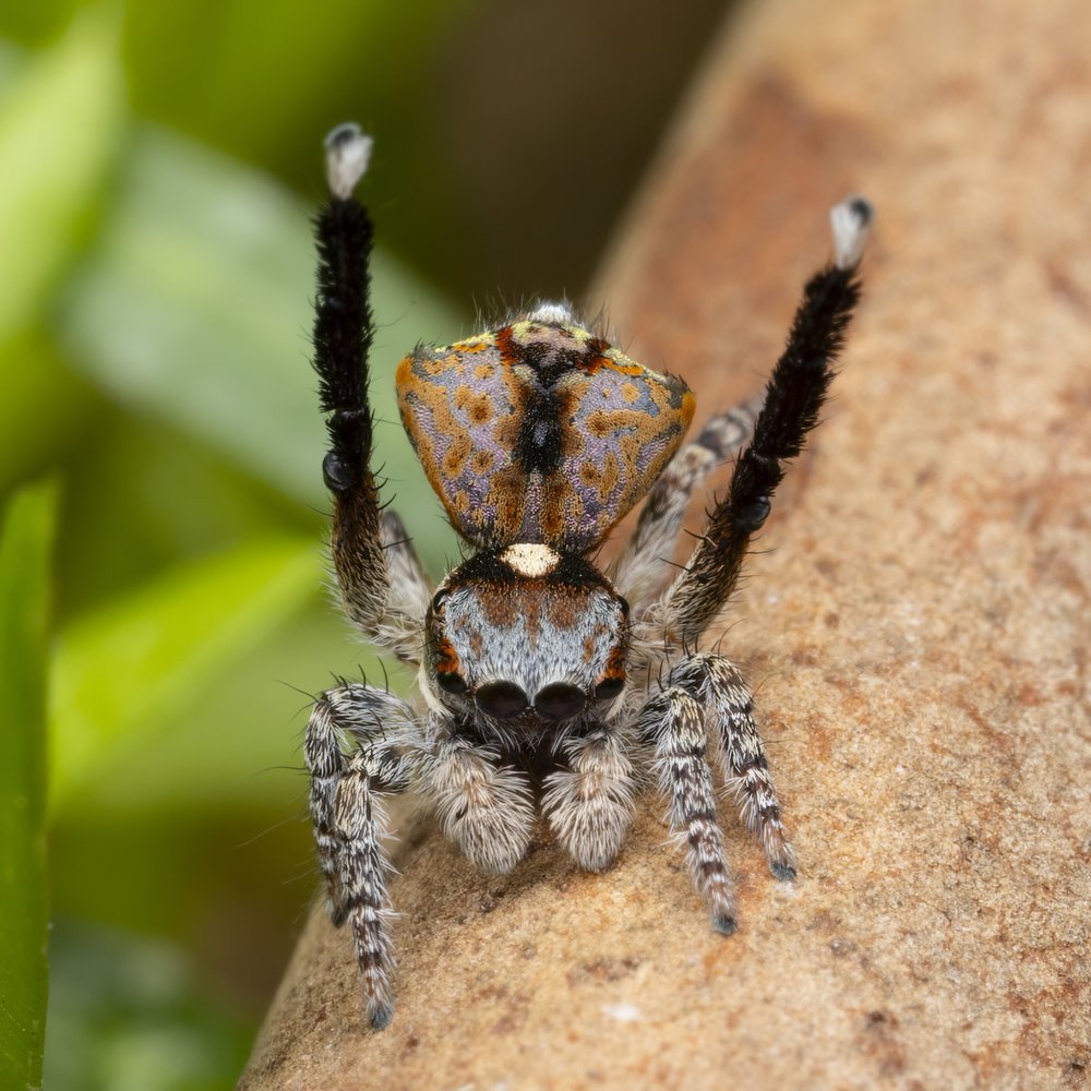 Publications (Otto & Hill) — Peacock Spider