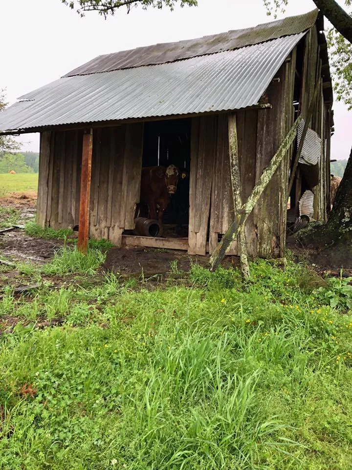 Stubborn Heifer Cattle Co