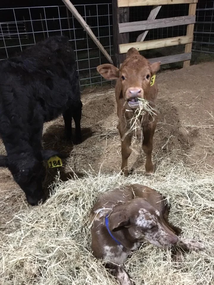 Stubborn Heifer Cattle Co