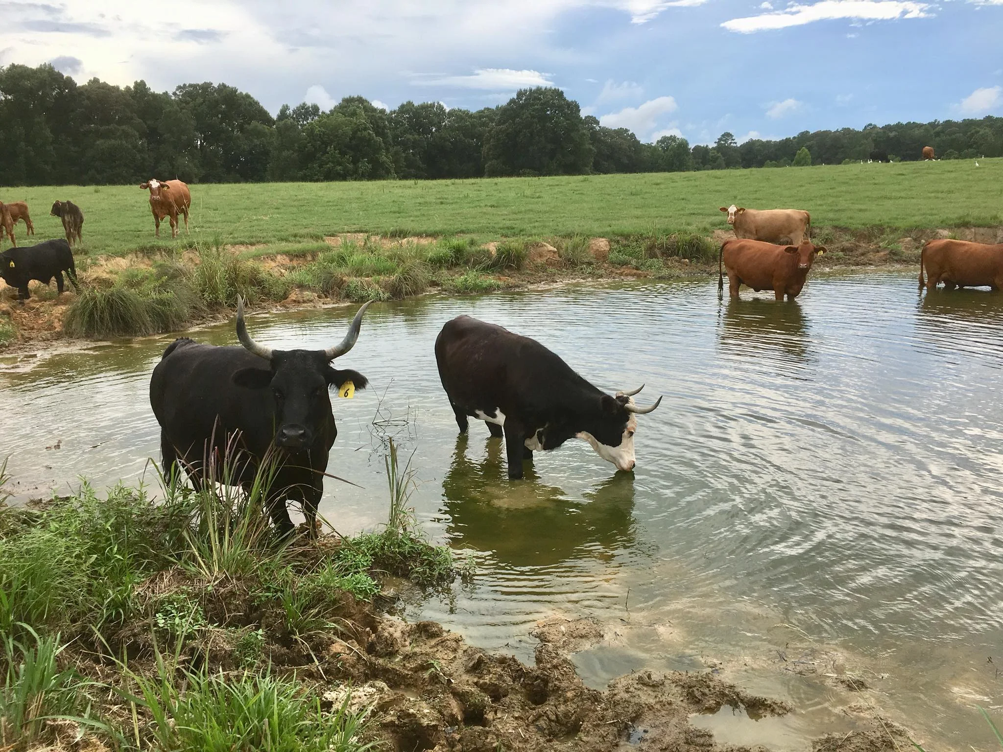 Stubborn Heifer Cattle Co