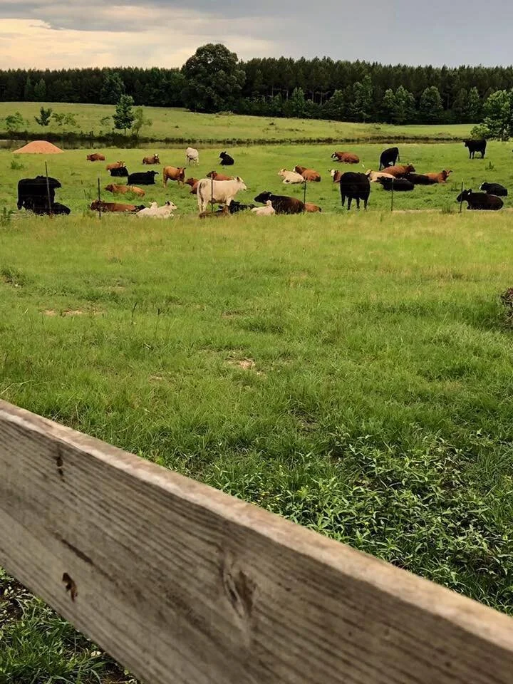 Stubborn Heifer Cattle Co