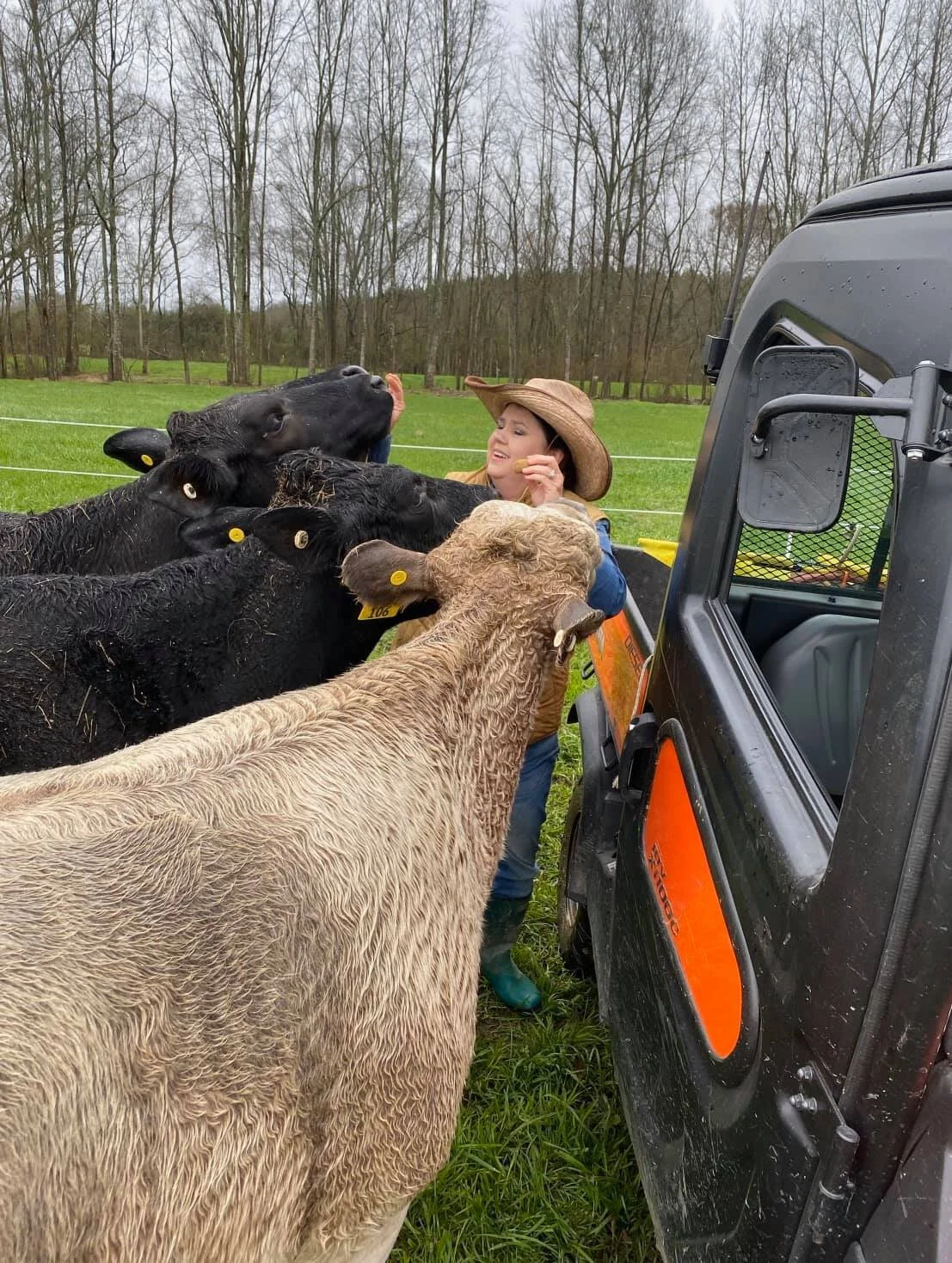 Stubborn Heifer Cattle Co