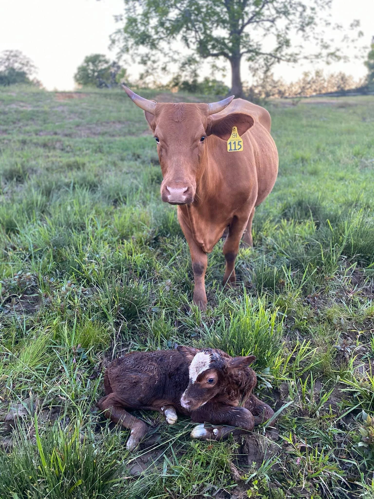 Stubborn Heifer Cattle Co